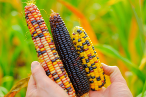 Understanding Carbs in Corn: Is it Good For Your Diet?