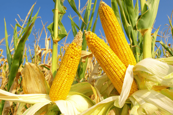 Understanding Carbs in Corn: Is it Good For Your Diet?